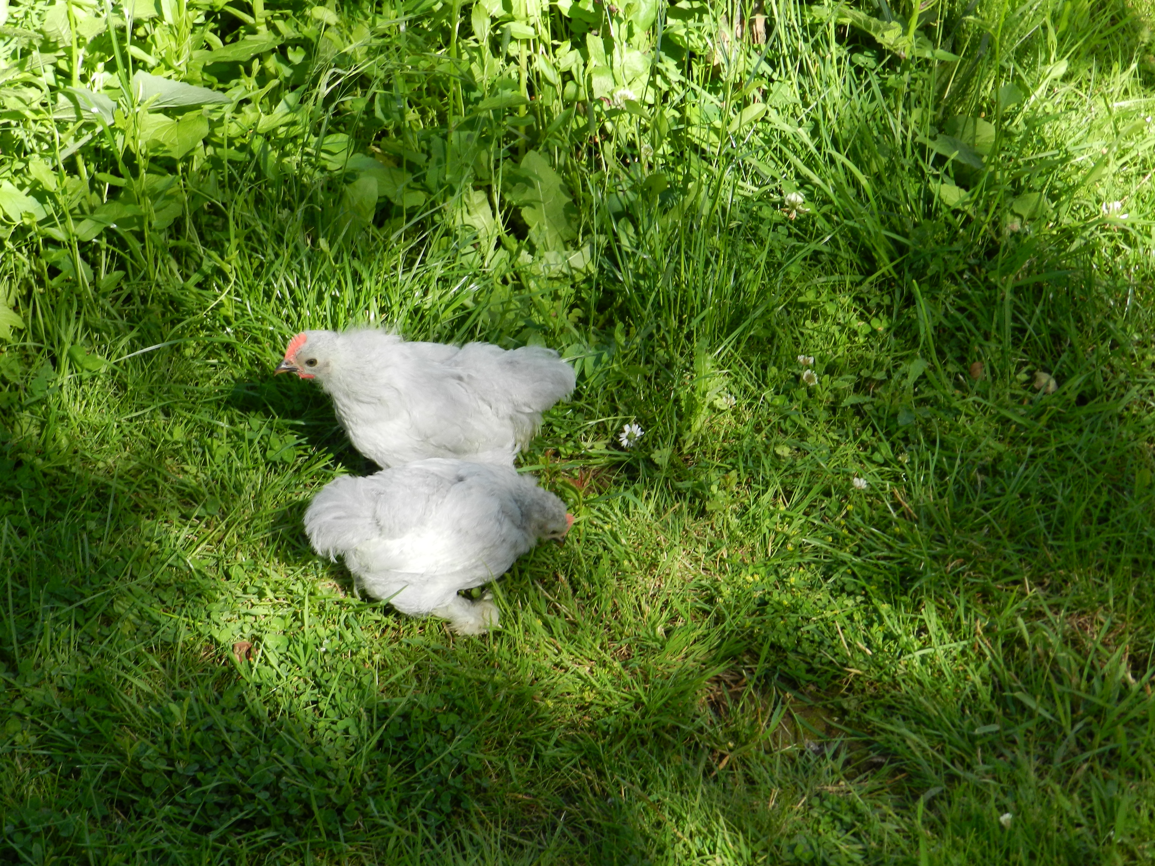 Cocincina Nana For Sale | Polli | Informazioni sugli allevamenti | Omlet